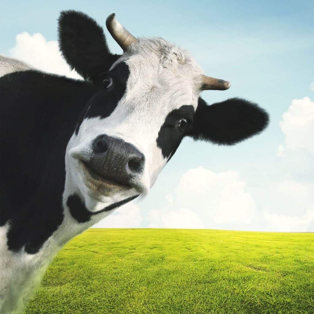 101 A-moos-ing Cow Puns and Jokes to Boost Your Moo-d - Box of Puns