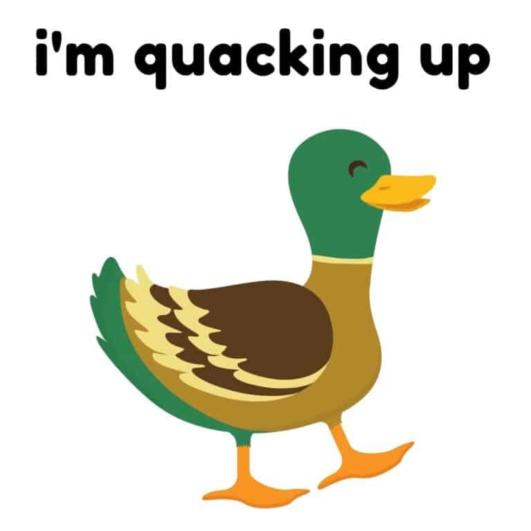 50+ Duck Puns That’ll Quack You Up - Box of Puns