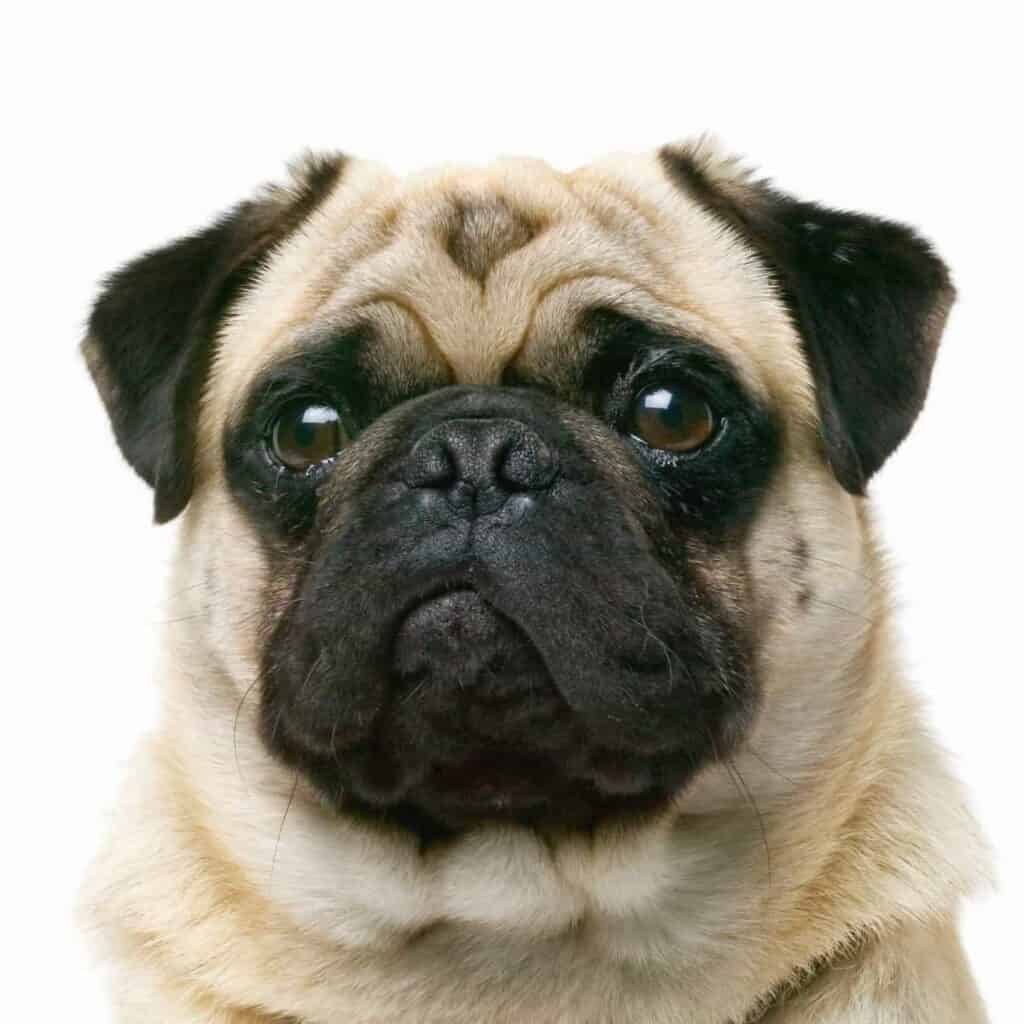 25+ Best Pug Puns for Dog Lovers - Box of Puns