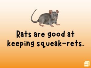 50+ Hilarious Rat Puns - Box of Puns